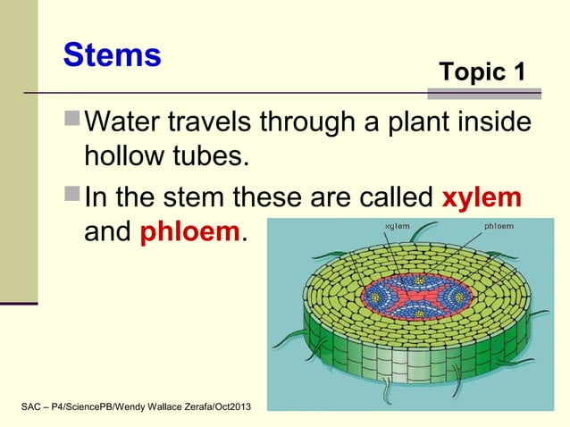 Science - Topic 01: Plant Parts - roots and stems | PPT