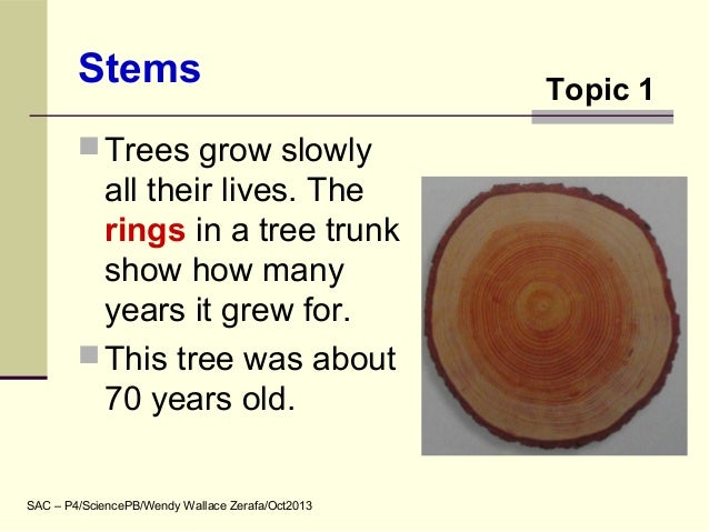 Science - Topic 01: Plant Parts - roots and stems