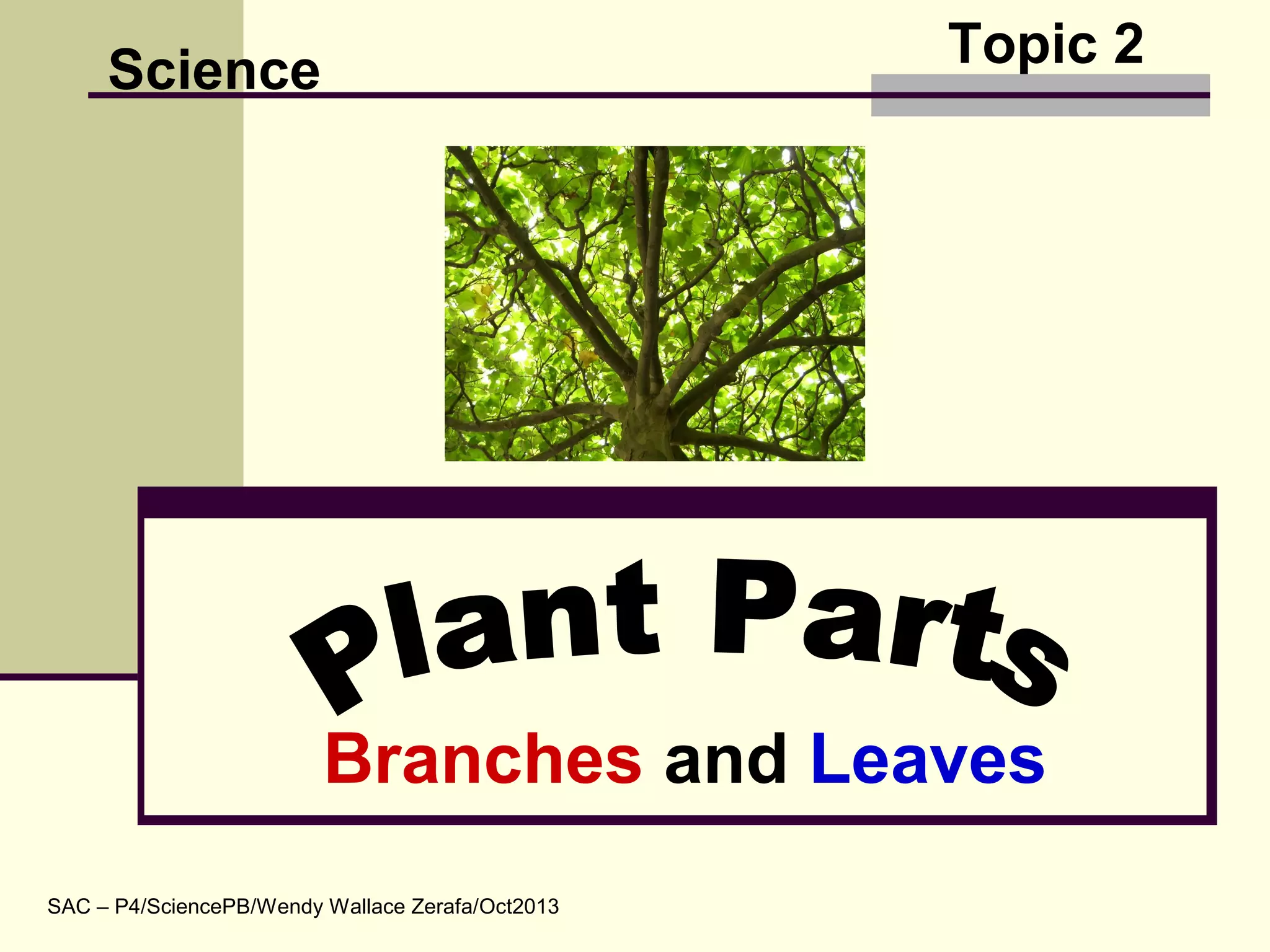Science - Topic 02: Plant Parts - branches and leaves | PPT