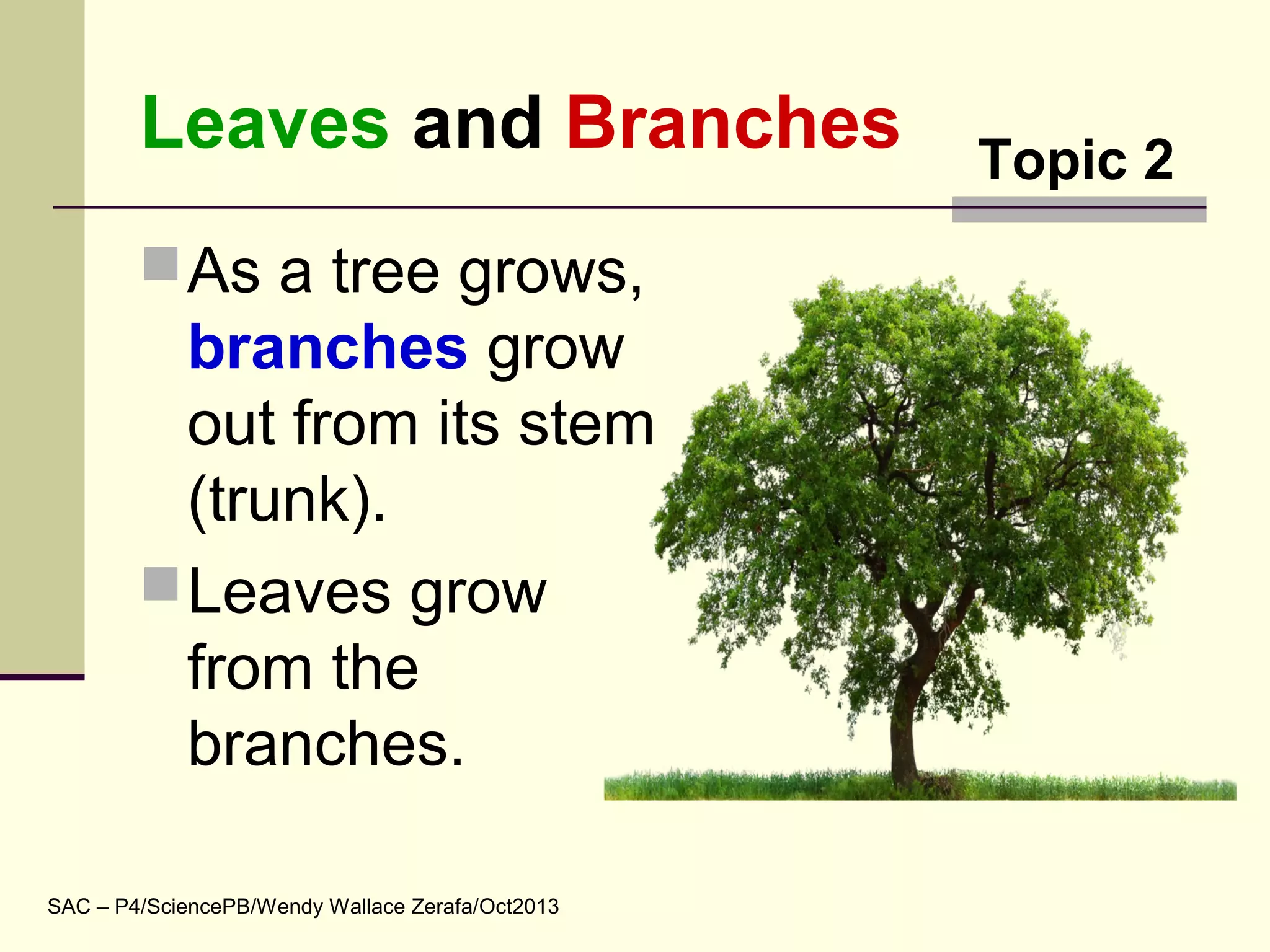 Science - Topic 02: Plant Parts - branches and leaves | PPT