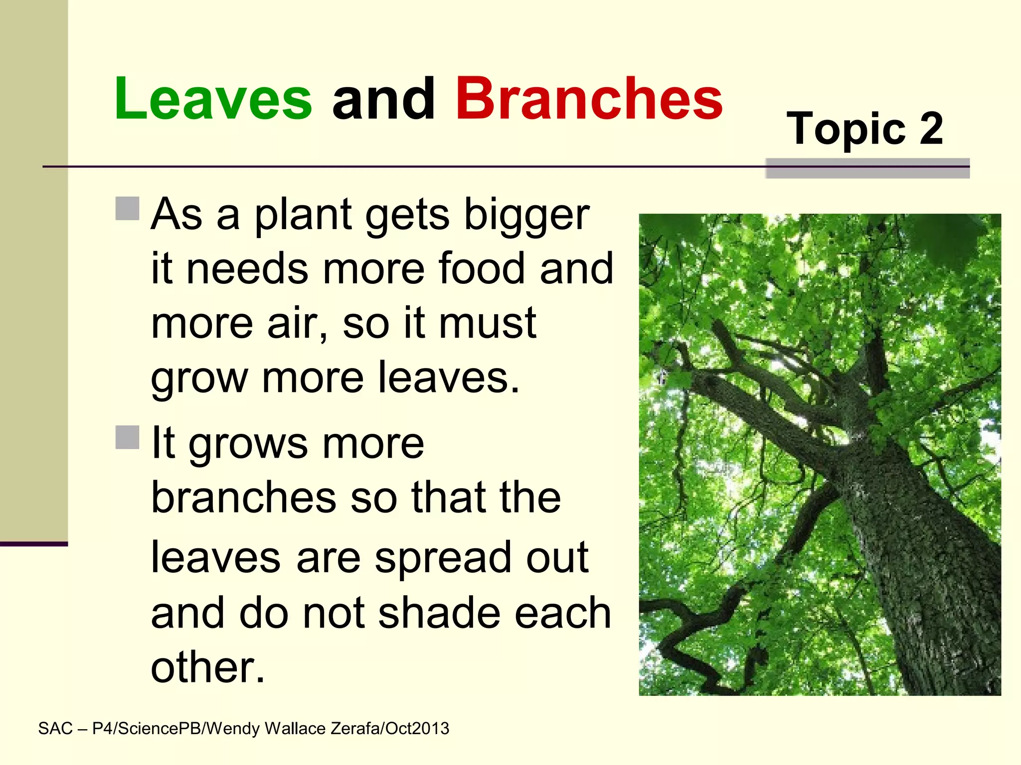 Science - Topic 02: Plant Parts - branches and leaves | PPT
