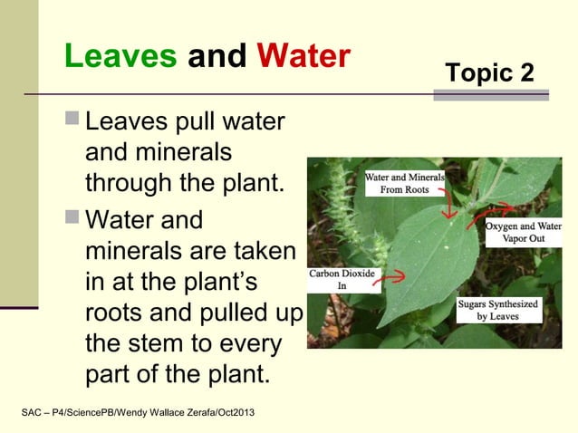 Science - Topic 02: Plant Parts - branches and leaves | PPT