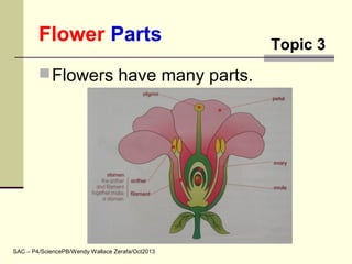 Science - Topic 03: Looking at flowers | PPT