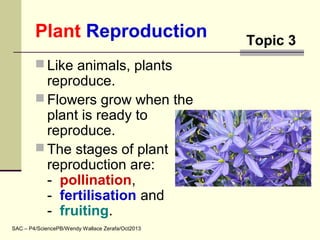 Science - Topic 03: Looking at flowers | PPT