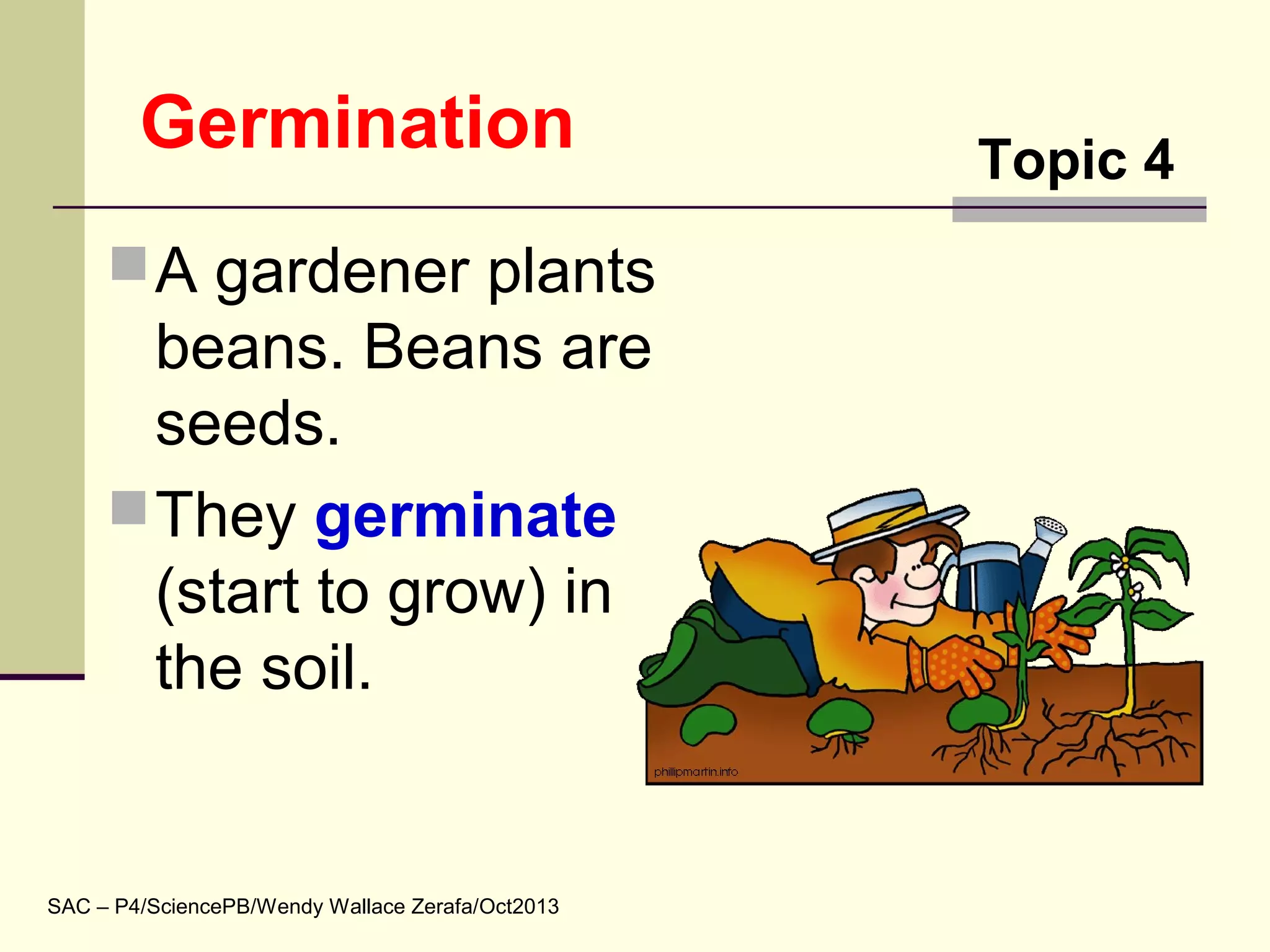 Science - Topic 04: Germination and growth | PPT