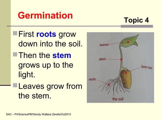 Science - Topic 04: Germination and growth | PPT | Agriculture | Industries
