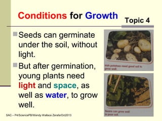 Science - Topic 04: Germination and growth | PPT