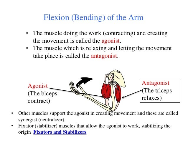 Topic 1.2 muscular system - whole ppt