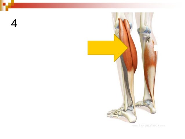 Biarticular Muscle Examples