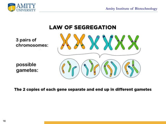 Mendelian principles on inheritance | PPTX