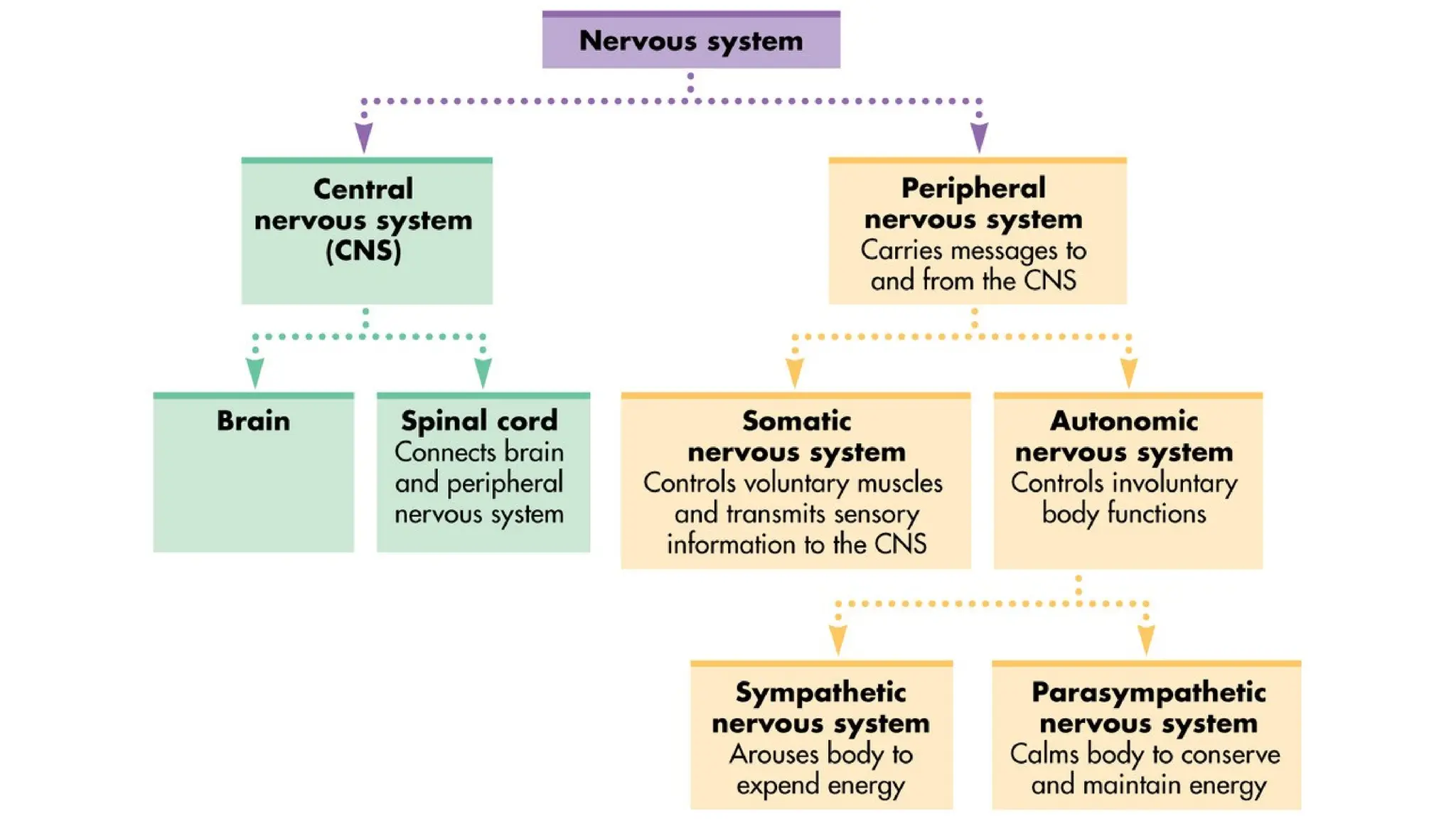 Topic 1.2 - Overview of the Nervous System.pptx