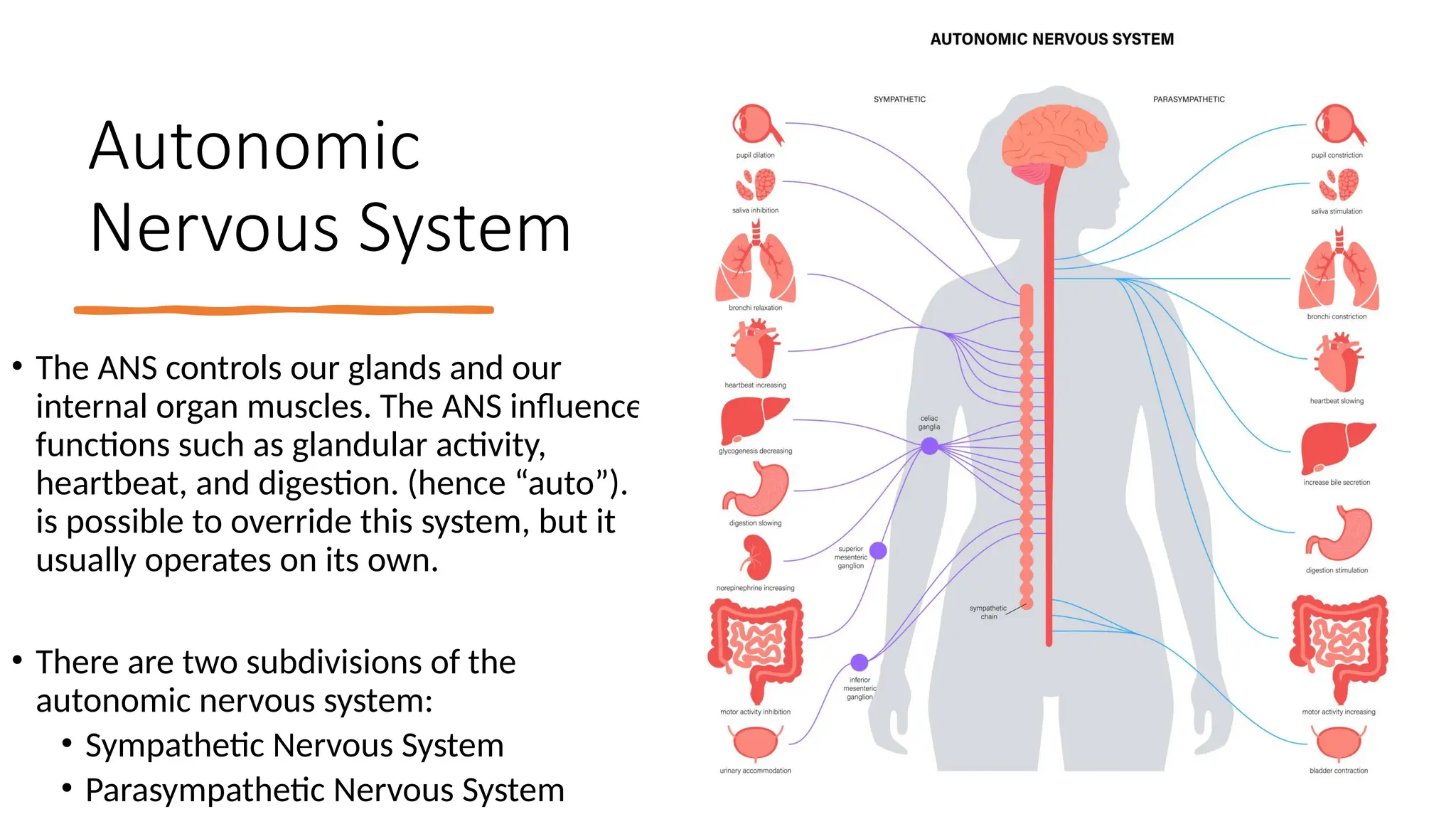 Topic 1.2 - Overview of the Nervous System.pptx