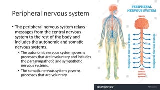 Topic 1.2 - Overview of the Nervous System.pptx