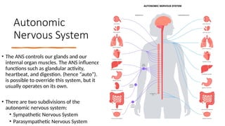 Topic 1.2 - Overview of the Nervous System.pptx