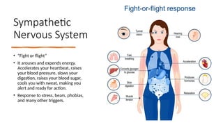 Topic 1.2 - Overview of the Nervous System.pptx