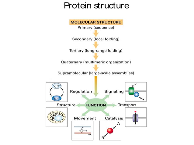 Topic 1 overview structural biology | PPTX