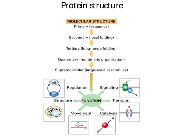 Topic 1 overview structural biology