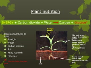IGCSE Photosythesis | PPTX