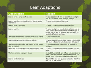 IGCSE Photosythesis | PPTX