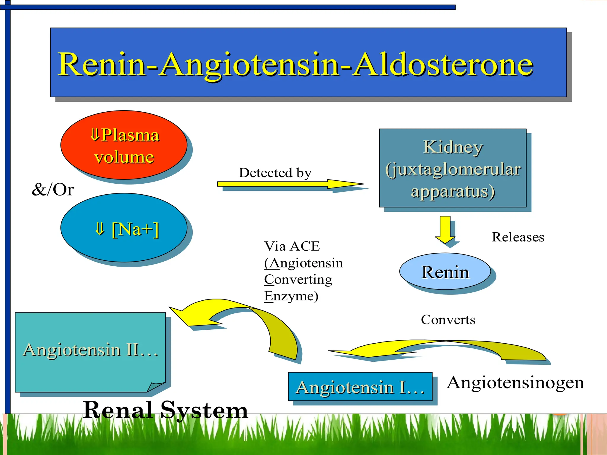 Circulatory System Disorders: Diagnosis & Management | PPT