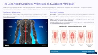 Topic 10 PowerPoint presentation on clinical anatomy | PPTX