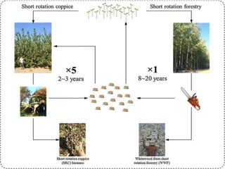 Topic 10 Harvestion and Logging Rotation.pptx