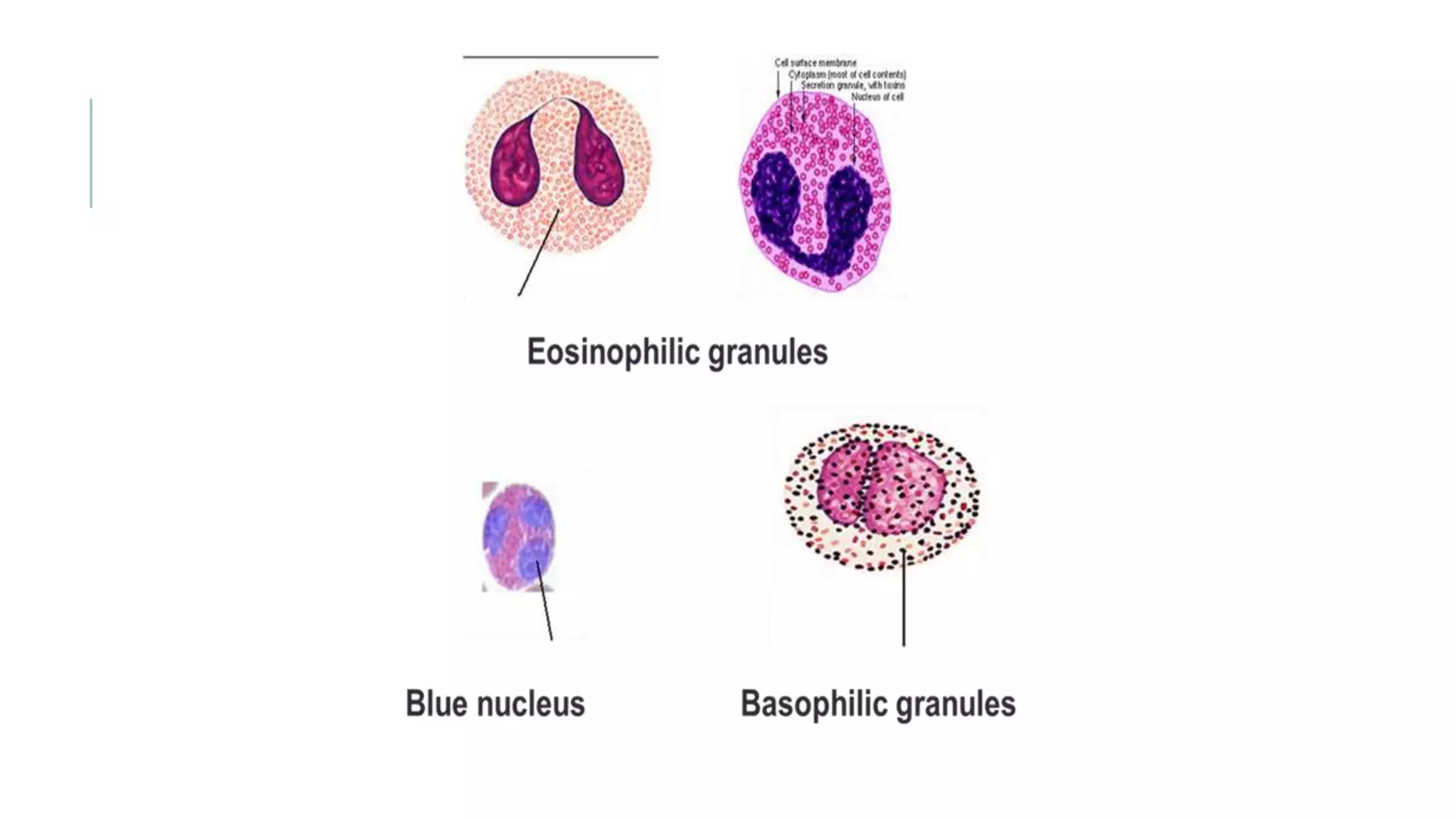 TOPIC 10 ROMANOWSKY STAINING.pptx