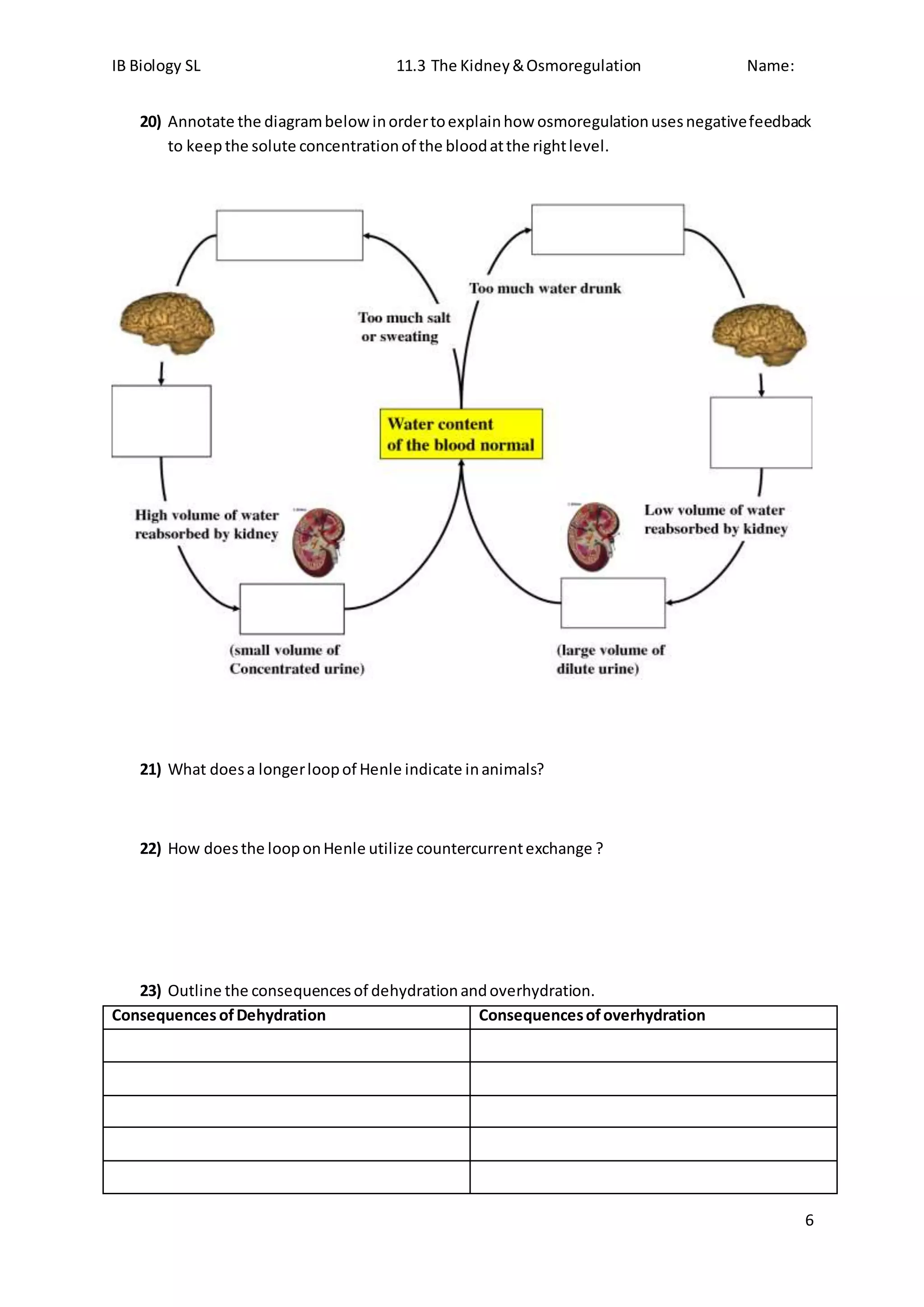 Topic 11.3 the kidney & osmoregulation notes | DOCX