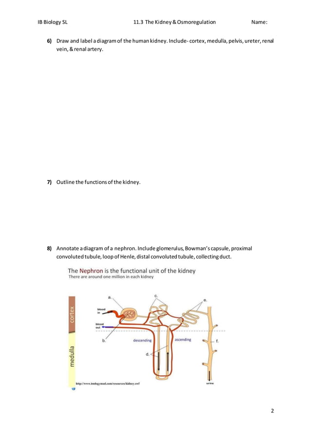 Topic 11.3 the kidney & osmoregulation notes | DOCX