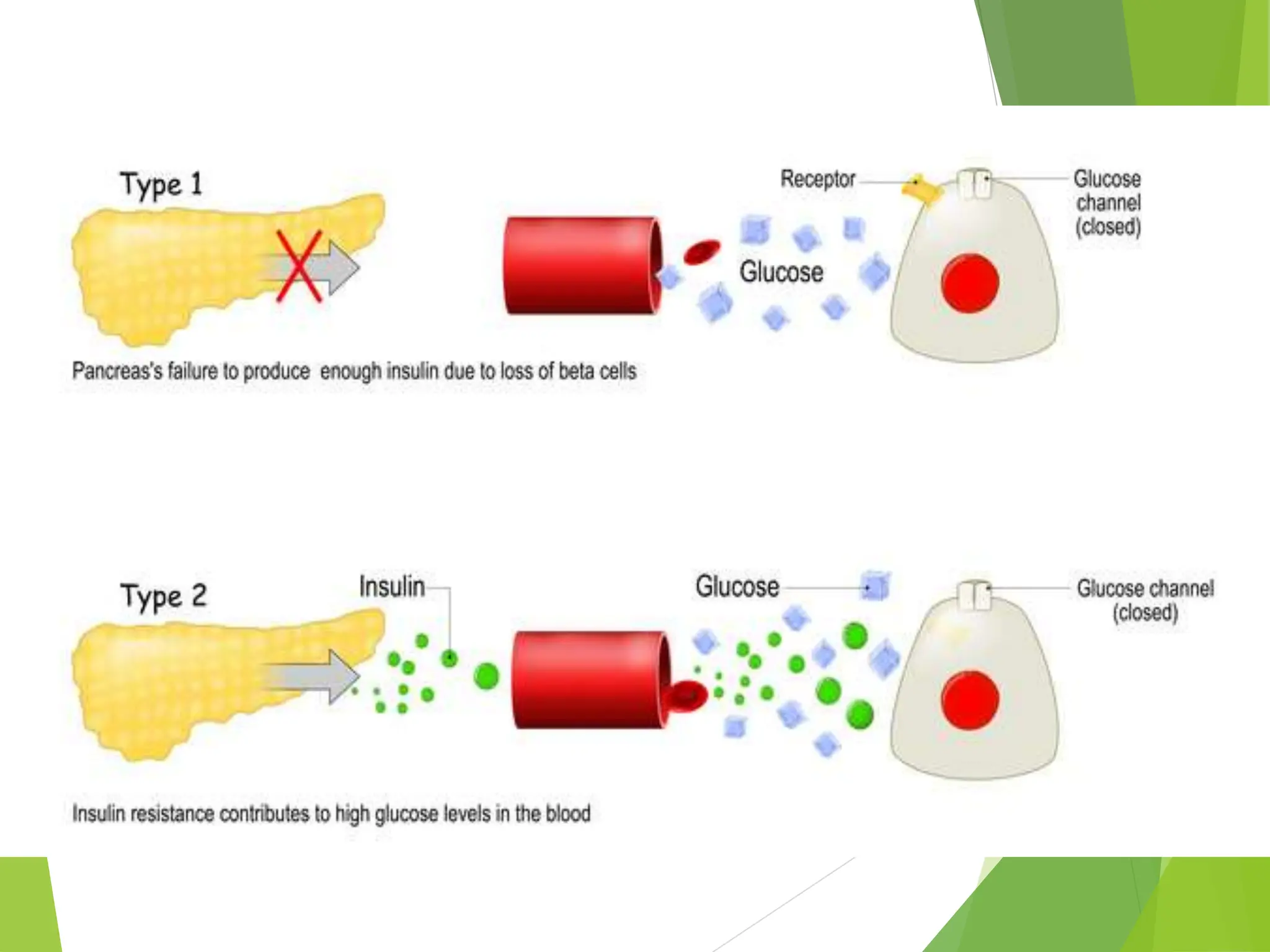 Topic 1+2+3 Blood glucose&DM+1---445.ppt