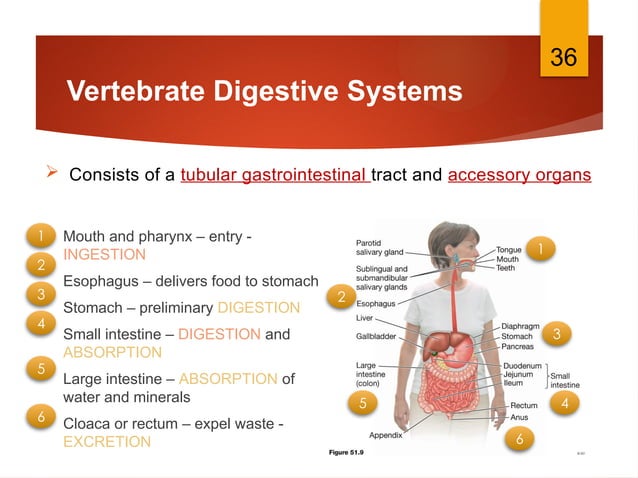 Topic12_The DIgestiveSystem System_L24AN (1) (1).pptx
