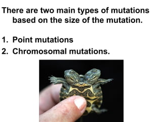 DNA mutations and changes in the genetic code | PPT