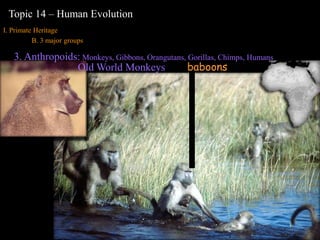 human evolution | PPT