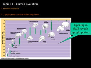 human evolution | PPT