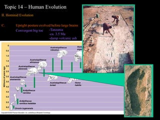 human evolution | PPT