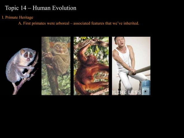 human evolution | PPT