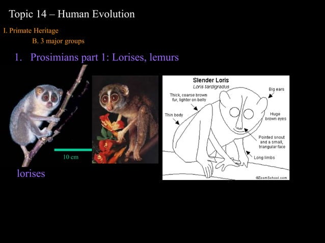 human evolution | PPT