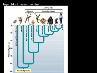 human evolution | PPT
