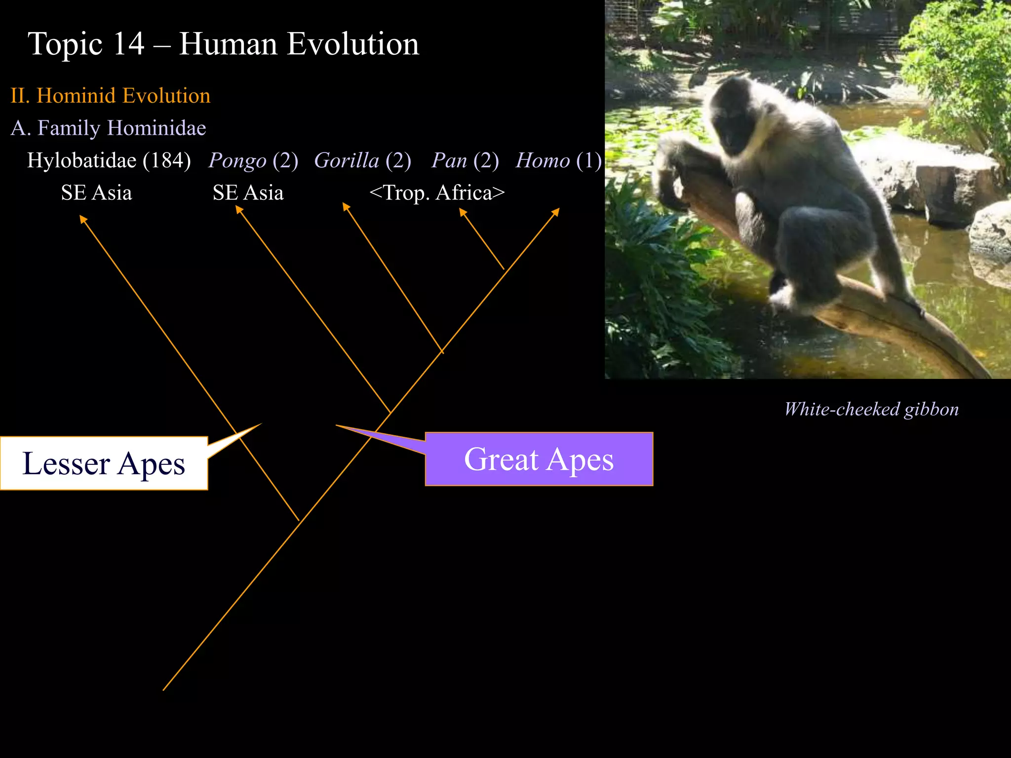 topic14-human-evolution.ppt