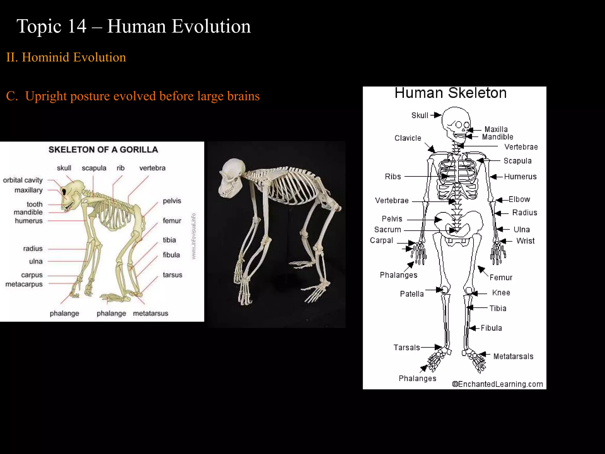 topic14-human-evolution.ppt