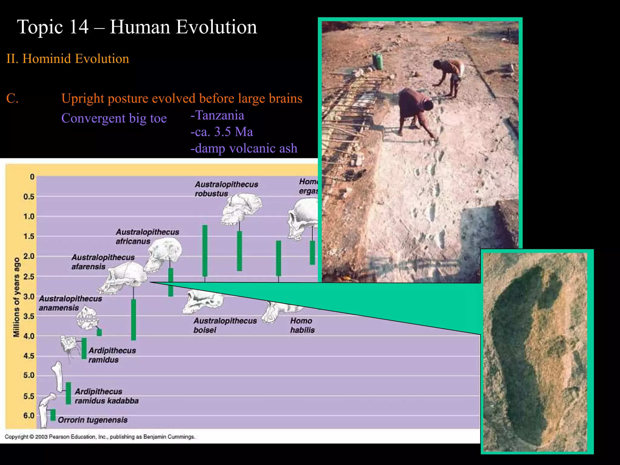 topic14-human-evolution.ppt
