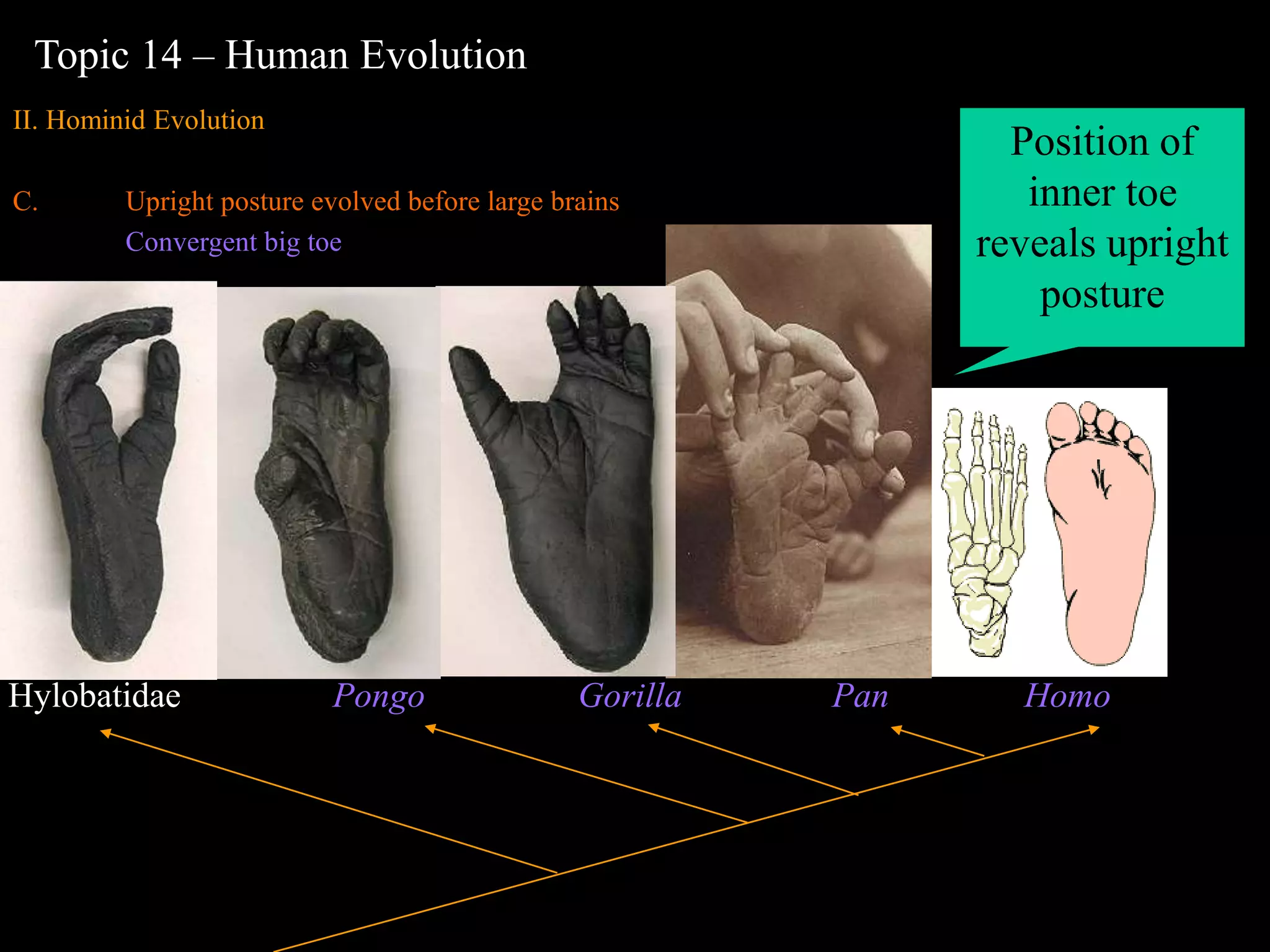 topic14-human-evolution.ppt