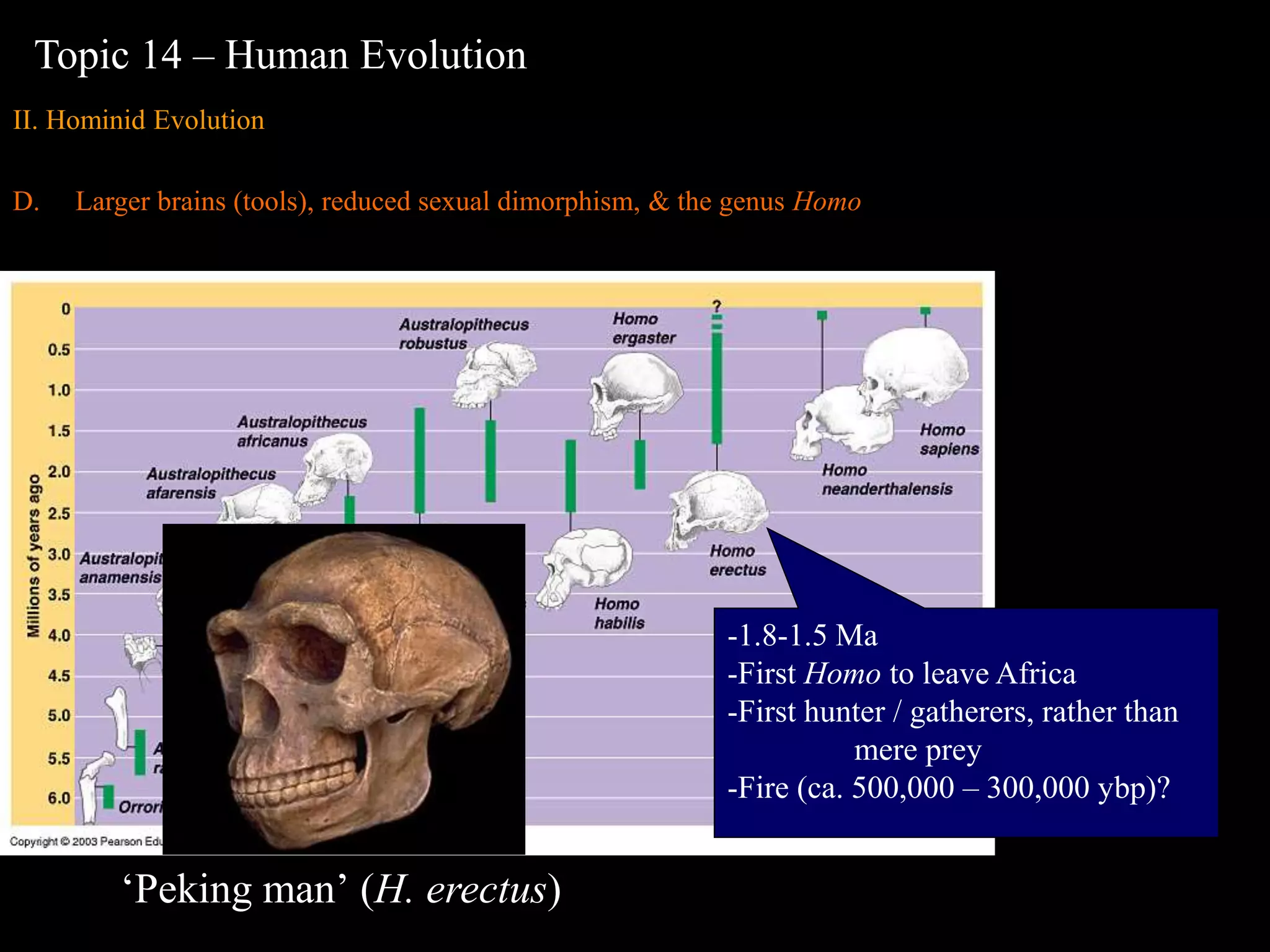 topic14-human-evolution.ppt | Free Download