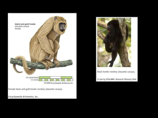 topic14-human-evolution.ppt
