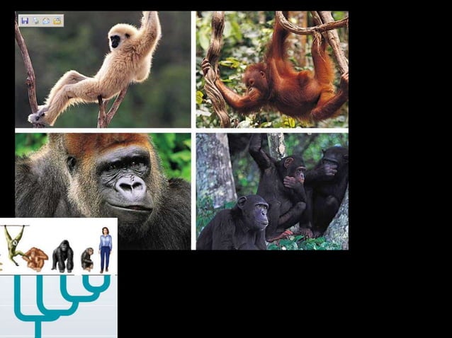 topic14-human-evolution.ppt