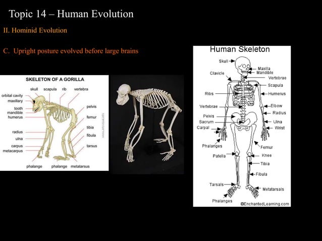 topic14-human-evolution.ppt