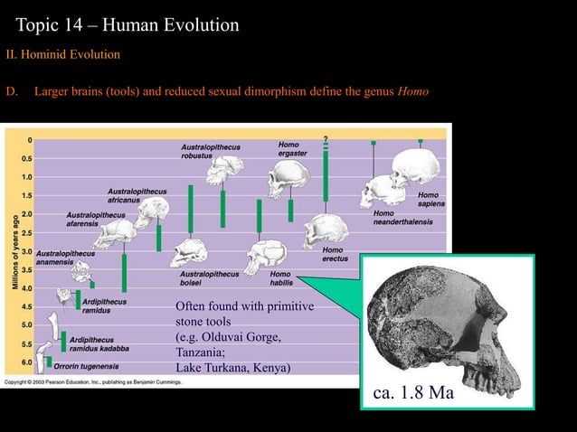 topic14-human-evolution.ppt