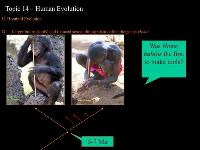 topic14-human-evolution.ppt