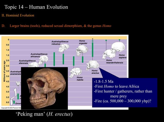topic14-human-evolution.ppt