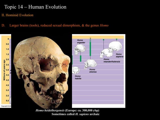 topic14-human-evolution.ppt